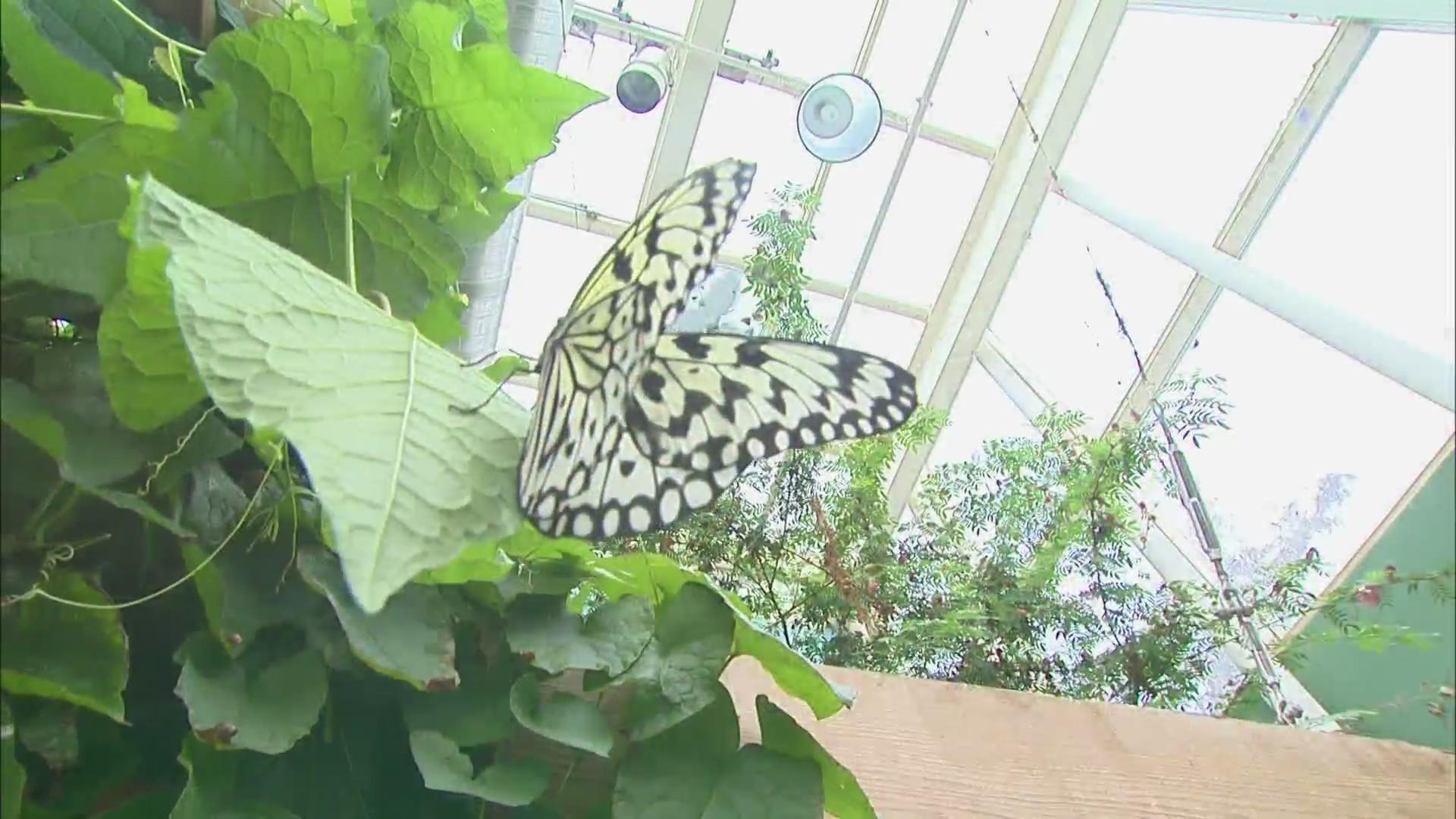 Peggy Notebaert Nature Museum celebrating 166 years - CBS Chicago