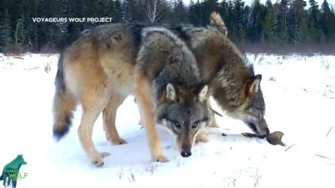 Voyageurs Wolf Project gives unparalleled look into how wolves relate ...