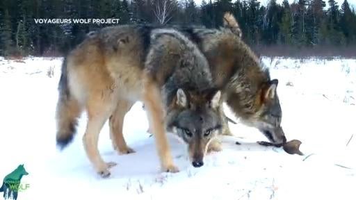 Voyageurs Wolf Project gives unparalleled look into how wolves relate to their surroundings ...