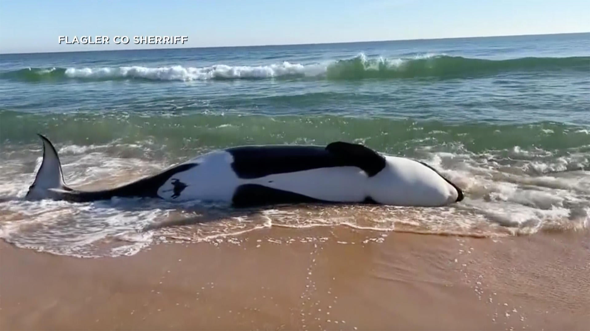 21-foot killer whale dies after washing ashore on Florida beach - CBS News