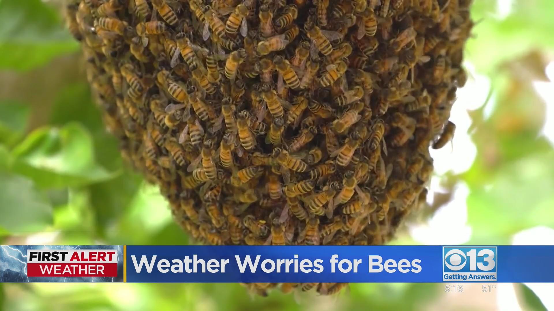 Wet weather poses threat to honeybees, but it's not all bad. Here's why ...
