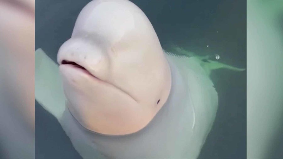 "Russian spy" beluga whale found dead in water off Norway - CBS News
