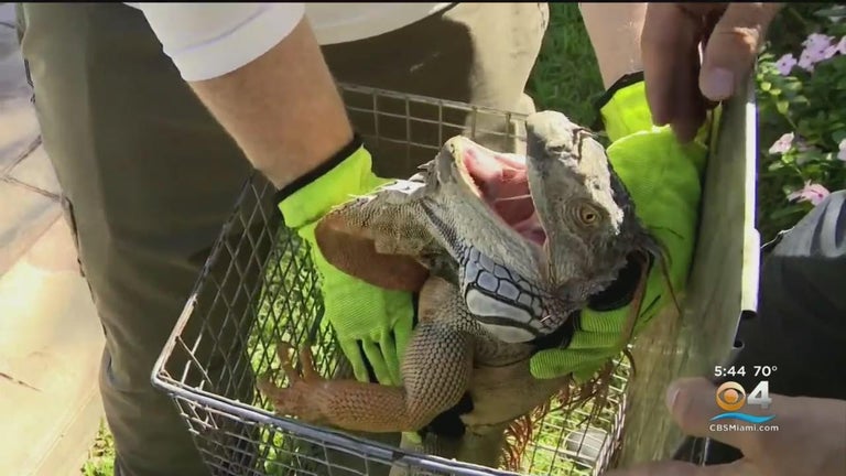Florida's iguana invasion is getting worse - CBS Miami