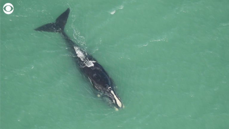 The world's most endangered large whale species is even closer to ...