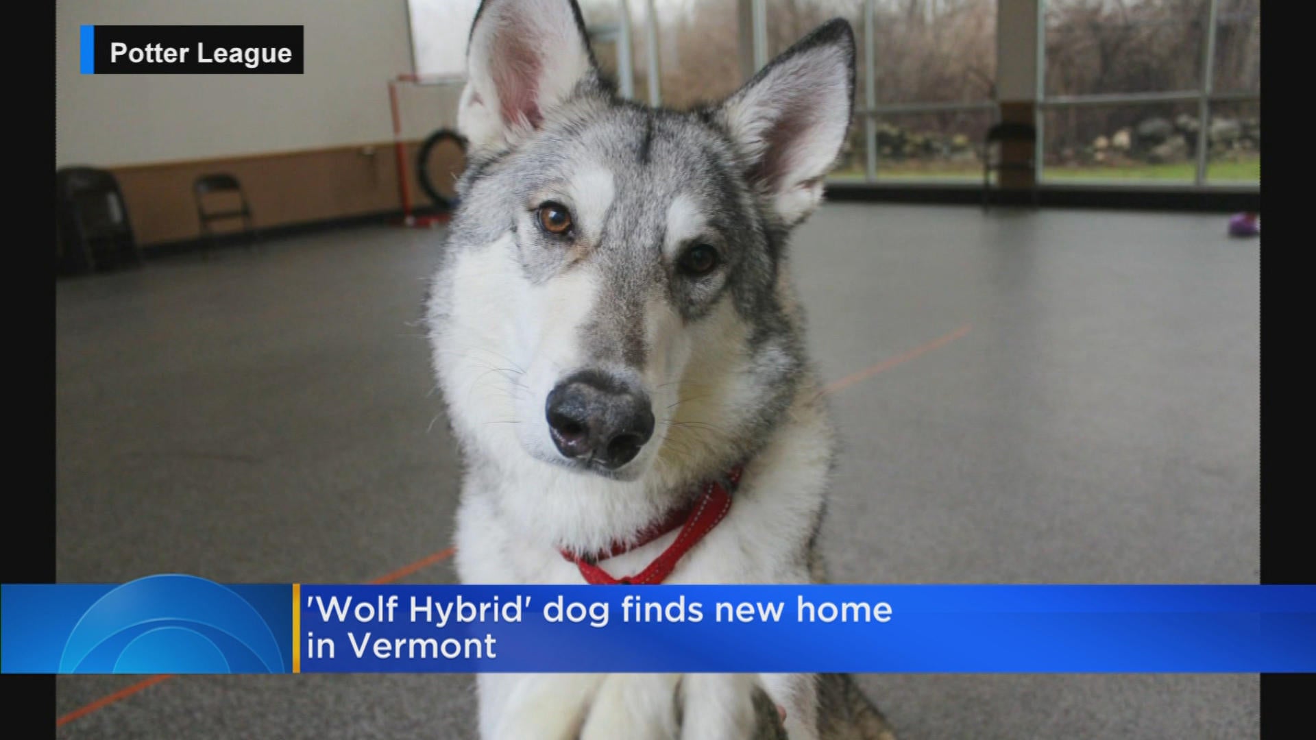 Wolf Hybrid