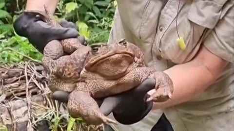 Australia rangers find massive "Toadzilla" that's as big as a newborn ...