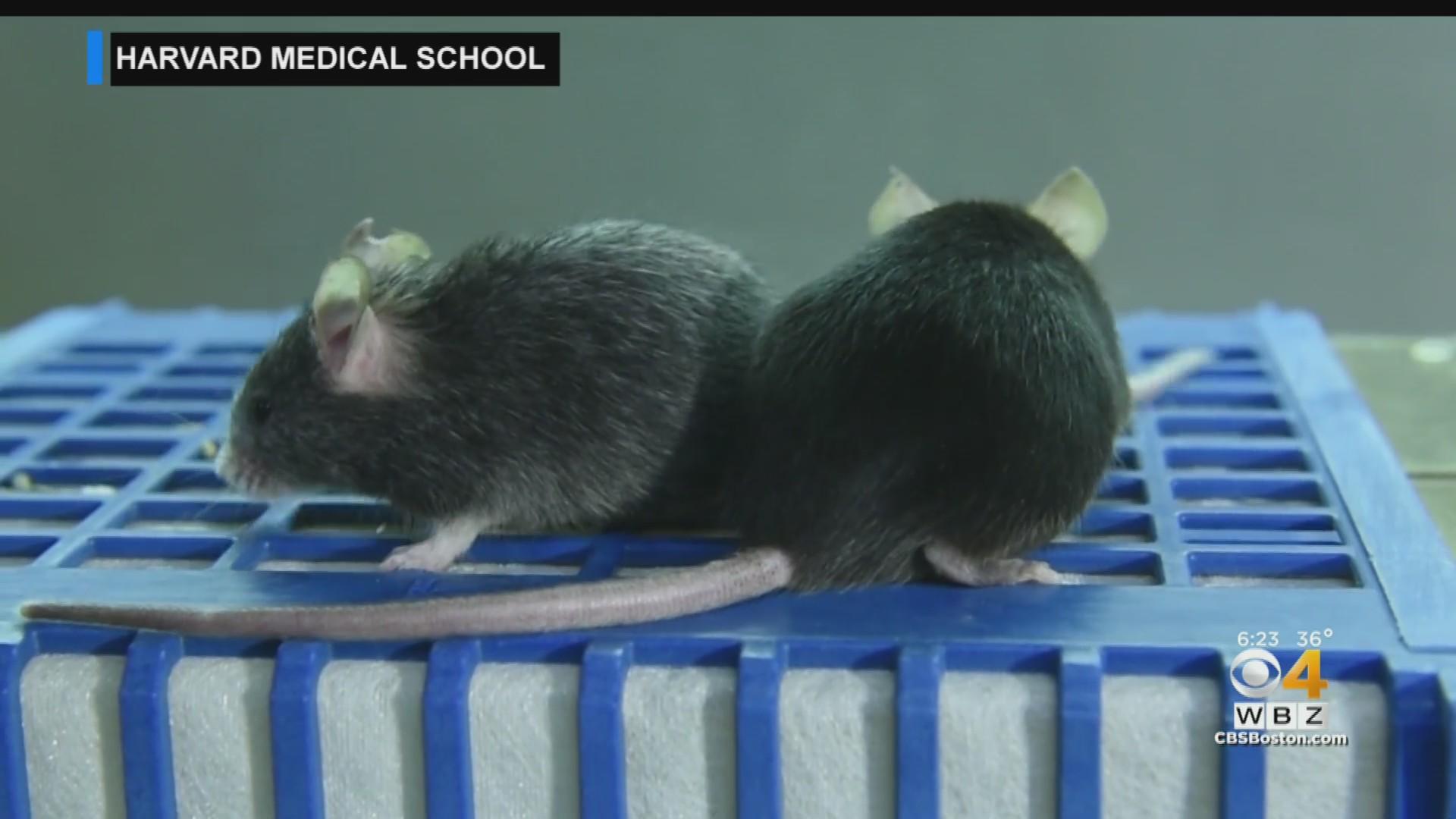 Harvard researchers say changing DNA in mice appears to reverse aging ...