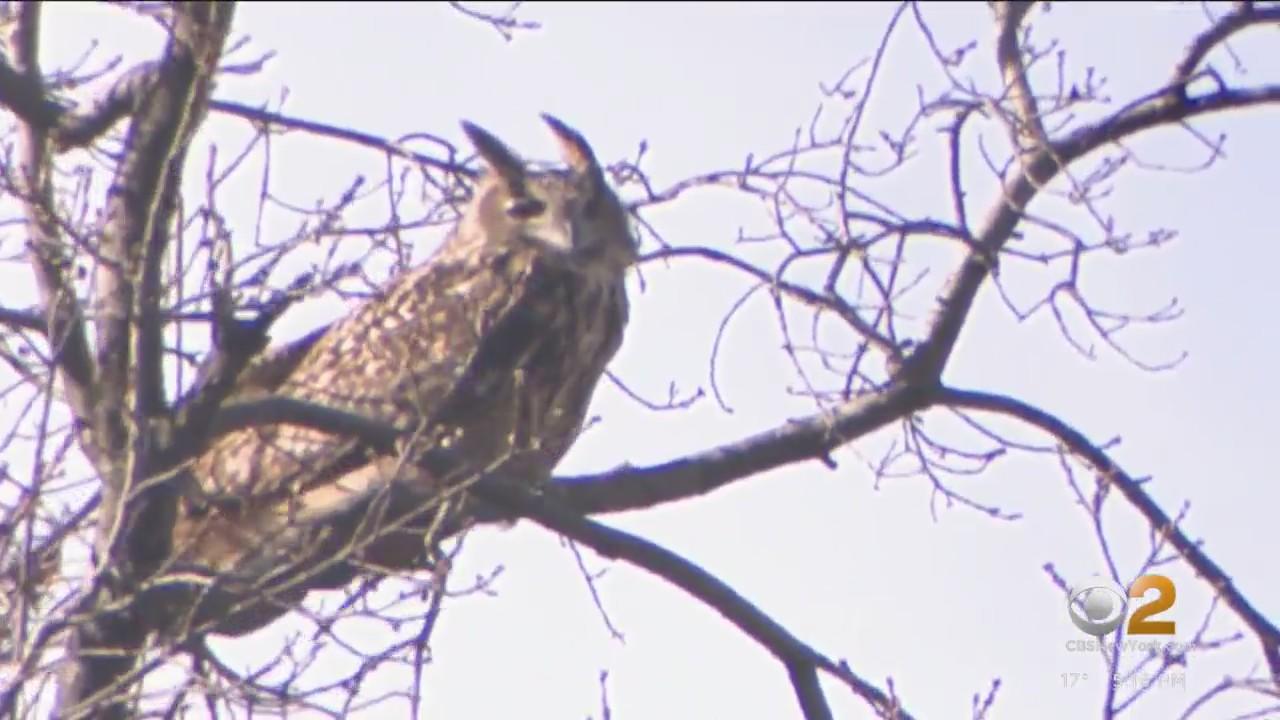 Eurasian eagle owl missing from Central Park Zoo spotted in Central ...