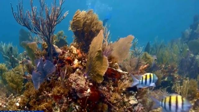 Scientists hope lab-grown coral can save endangered Florida Keys reef ...