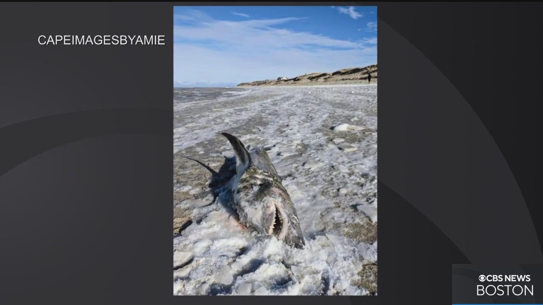 Frozen shark washes up on Cape Cod beach - CBS Boston
