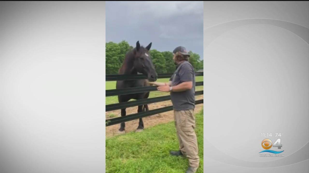 Southwest Miami-Dade horses stolen, found slaughtered - CBS Miami