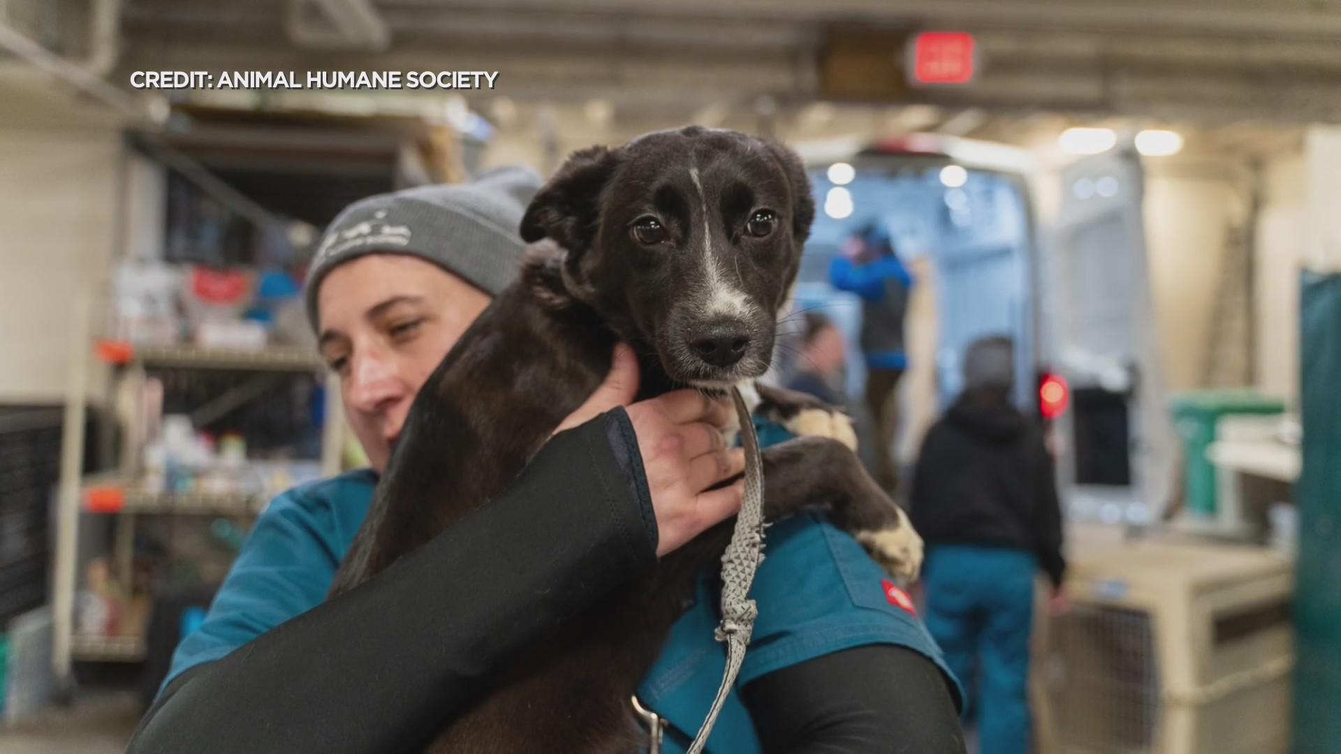 56 animals rescued from unsafe conditions in Morrison County home - CBS ...