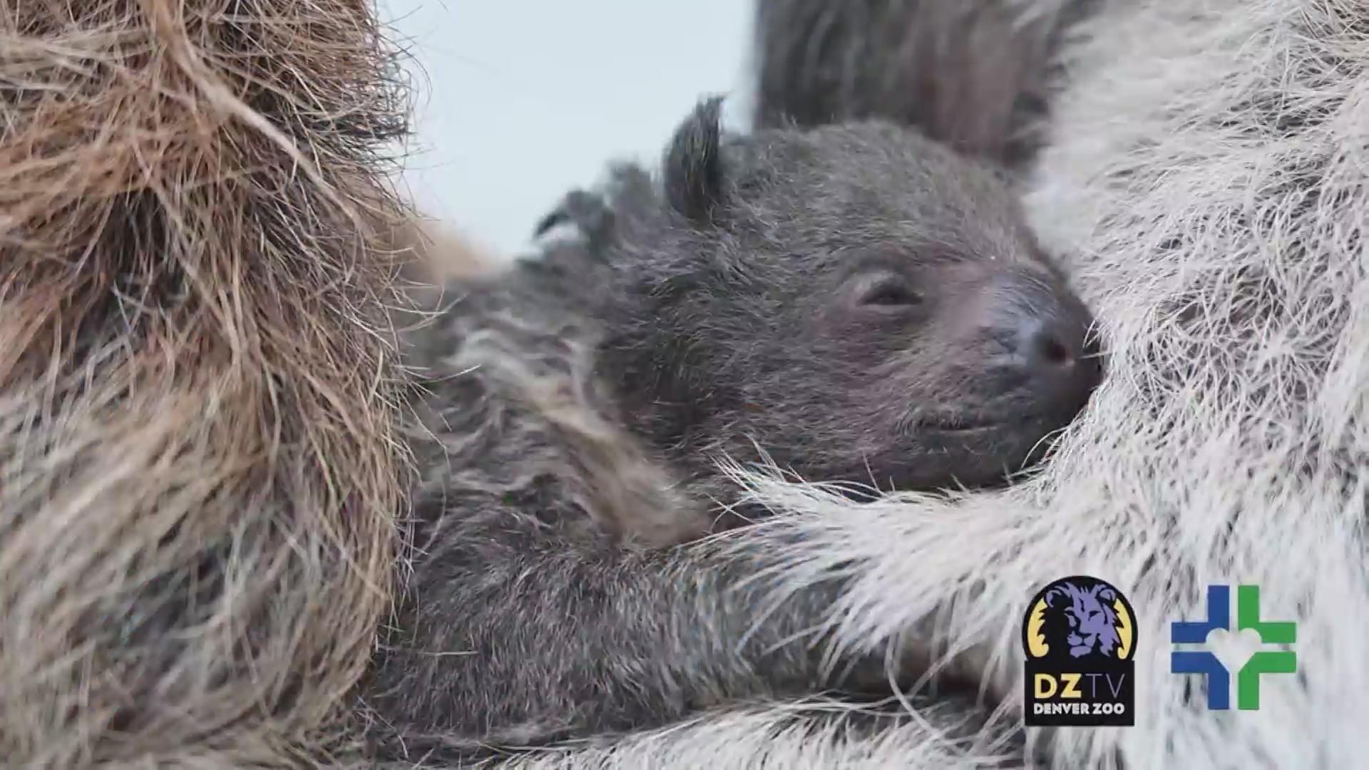 Visit the new baby sloth at the Denver Zoo - CBS Colorado