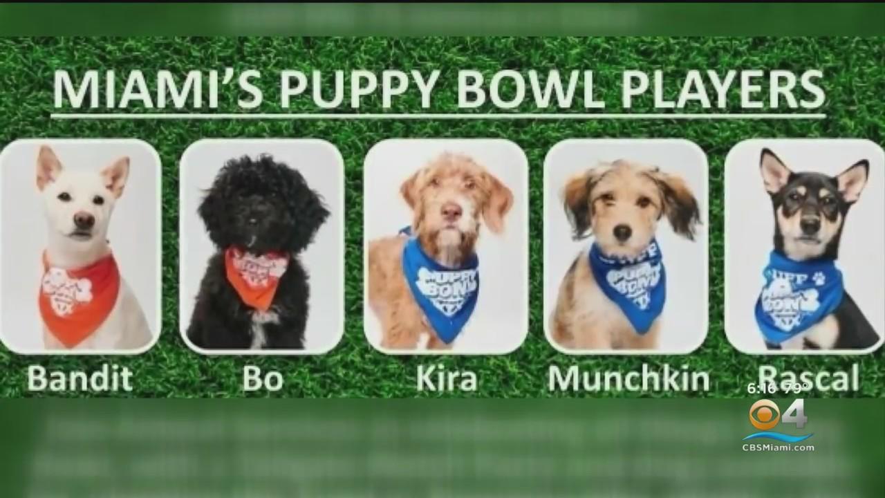 5 adorable pups to represent the 305 in this year's Puppy Bowl - CBS Miami