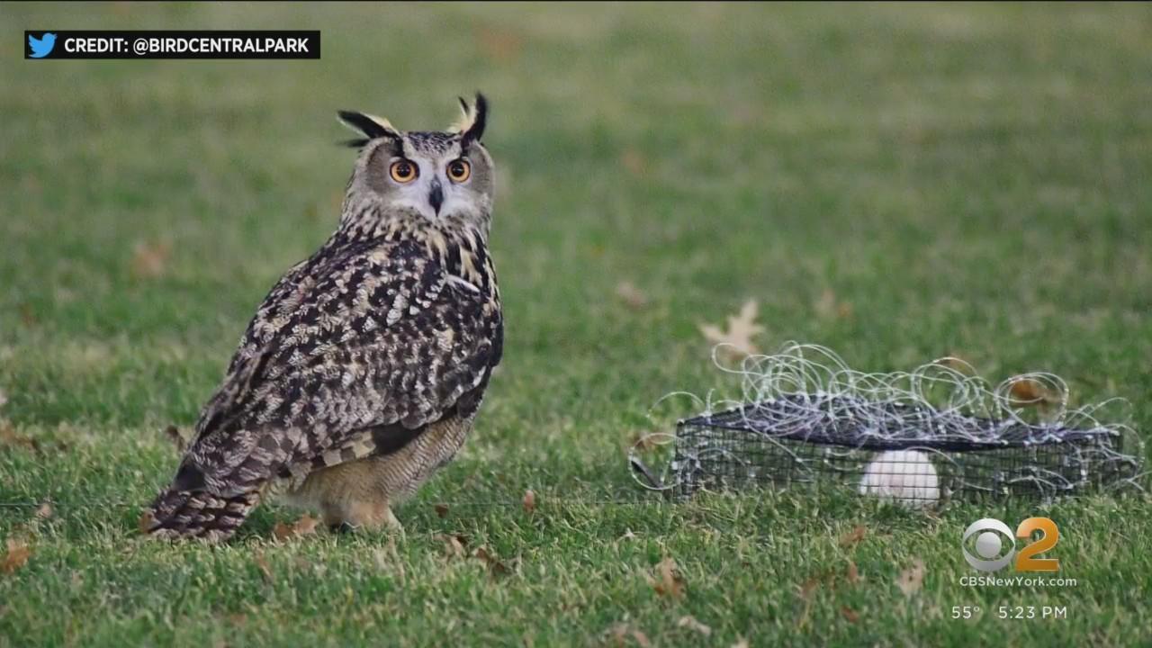 Flaco, escaped owl from Central Park Zoo, is hunting on his own ...