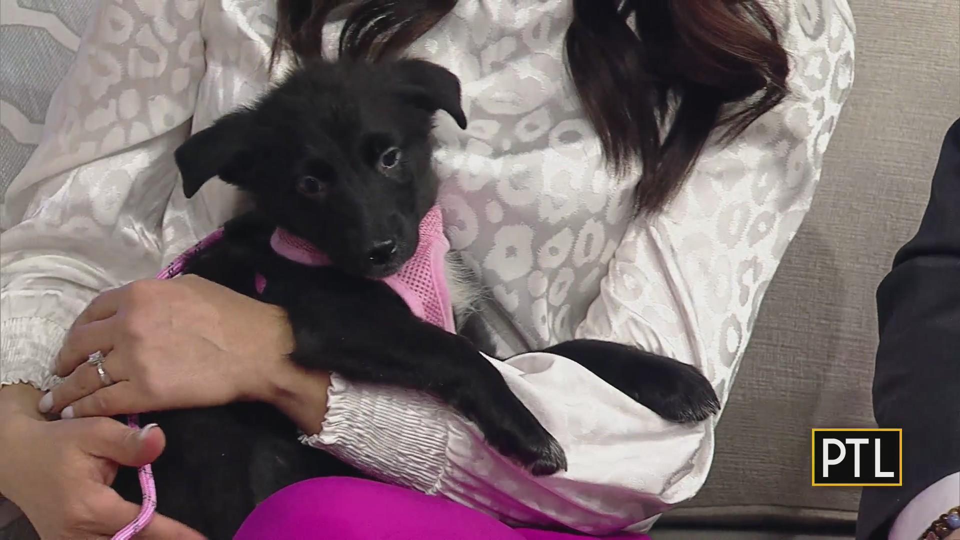 Paws Across Pittsburgh helping tiny puppy with broken heart heal this ...