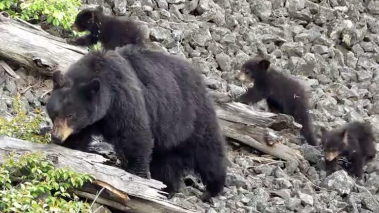 Bear attacks, seriously injures hiker in "surprise encounter" at ...