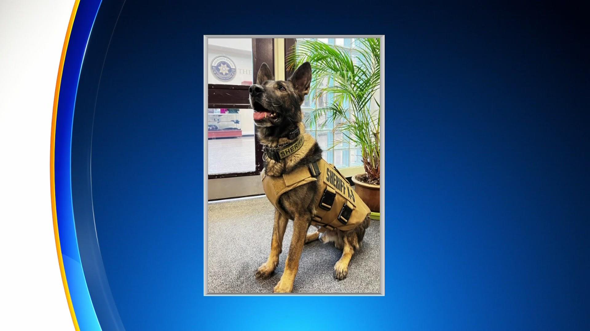 JeffCo deputies mourn loss of K9 after being shot and killed during ...