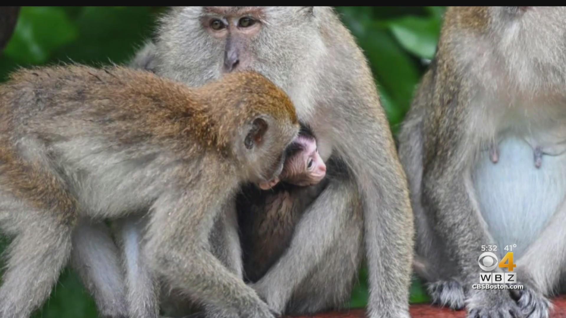 Federal monkey smuggling investigation now involves Wilmington's ...