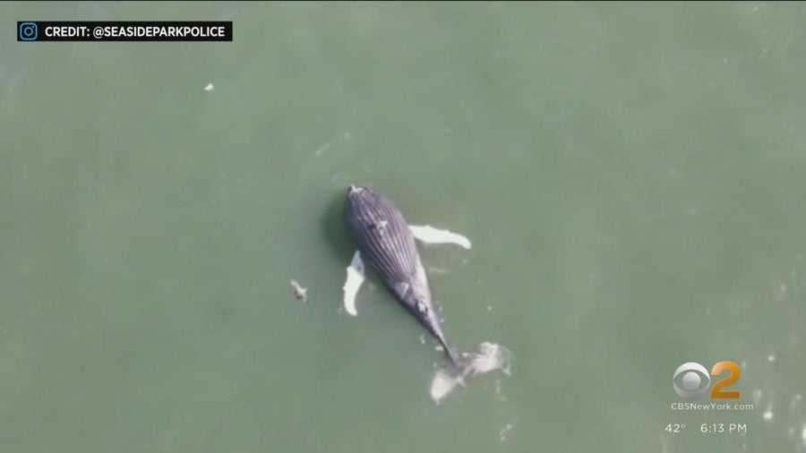 Dead whale spotted in ocean near Seaside Park - CBS New York