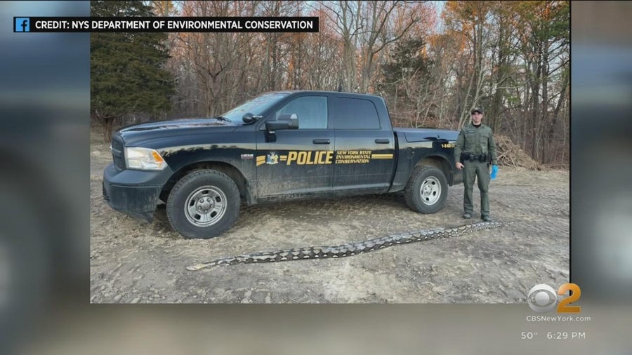 14-foot-long python belonging to the world's longest snake species ...