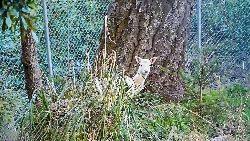 Last doe is all that remains of Mt. Madonna County Park's famed white ...