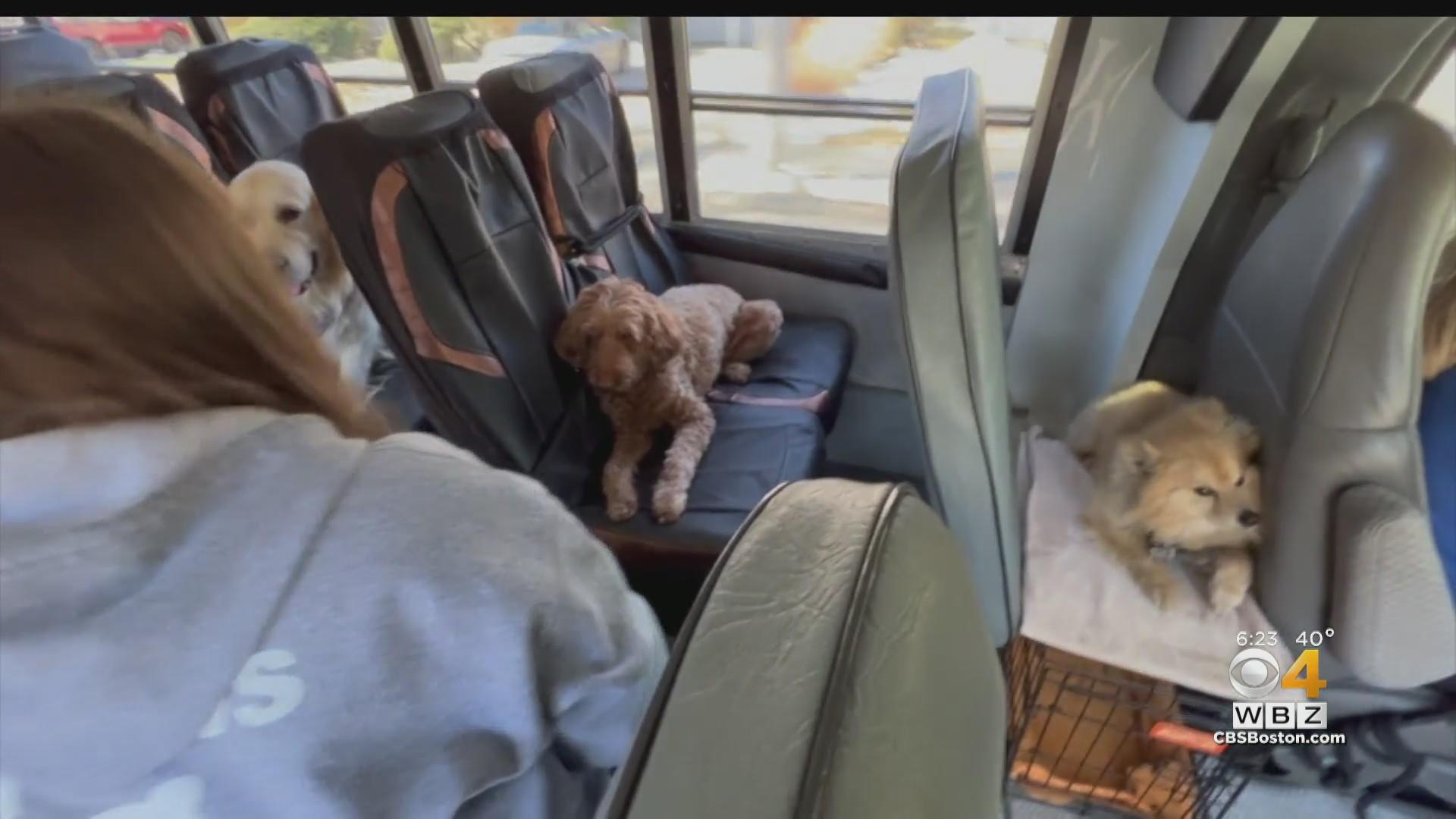 'Like kids going on a field trip': Dogs ride bus to daycare on the ...