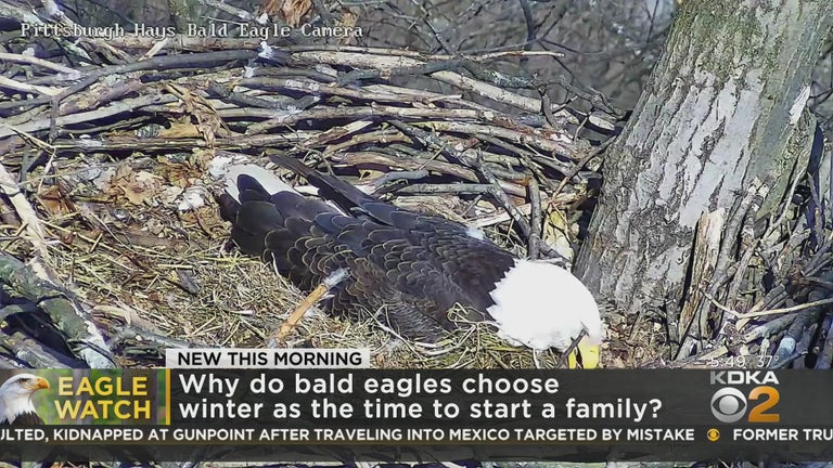 Why bald eagles lay eggs in the winter - CBS Pittsburgh