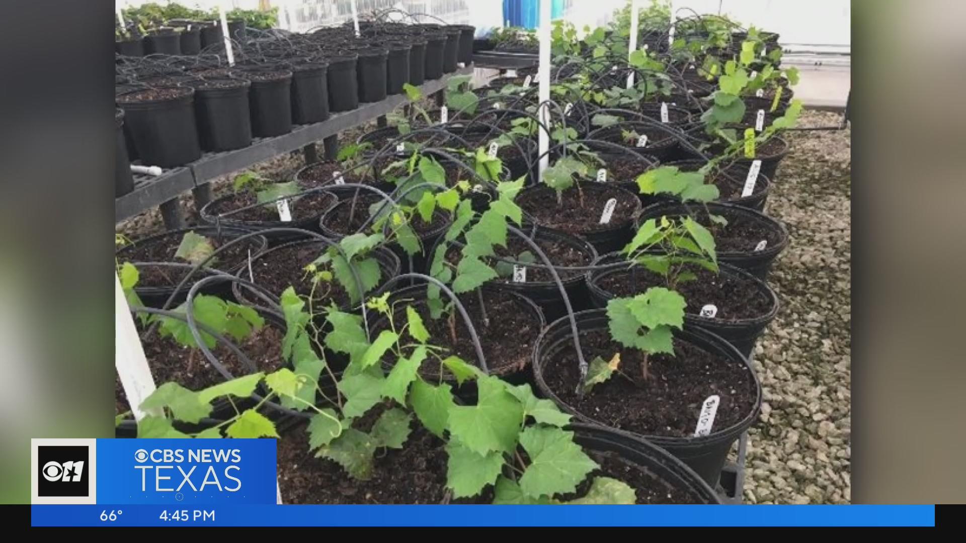 Gardening 101: What native fruits grow in North Texas? - CBS Texas