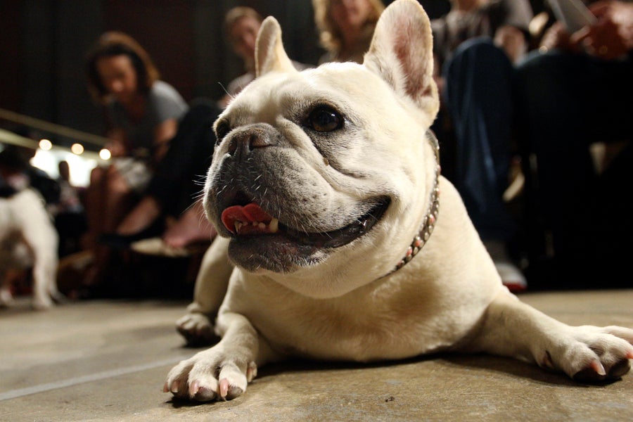 French bulldog is America's new top dog breed - CBS Boston
