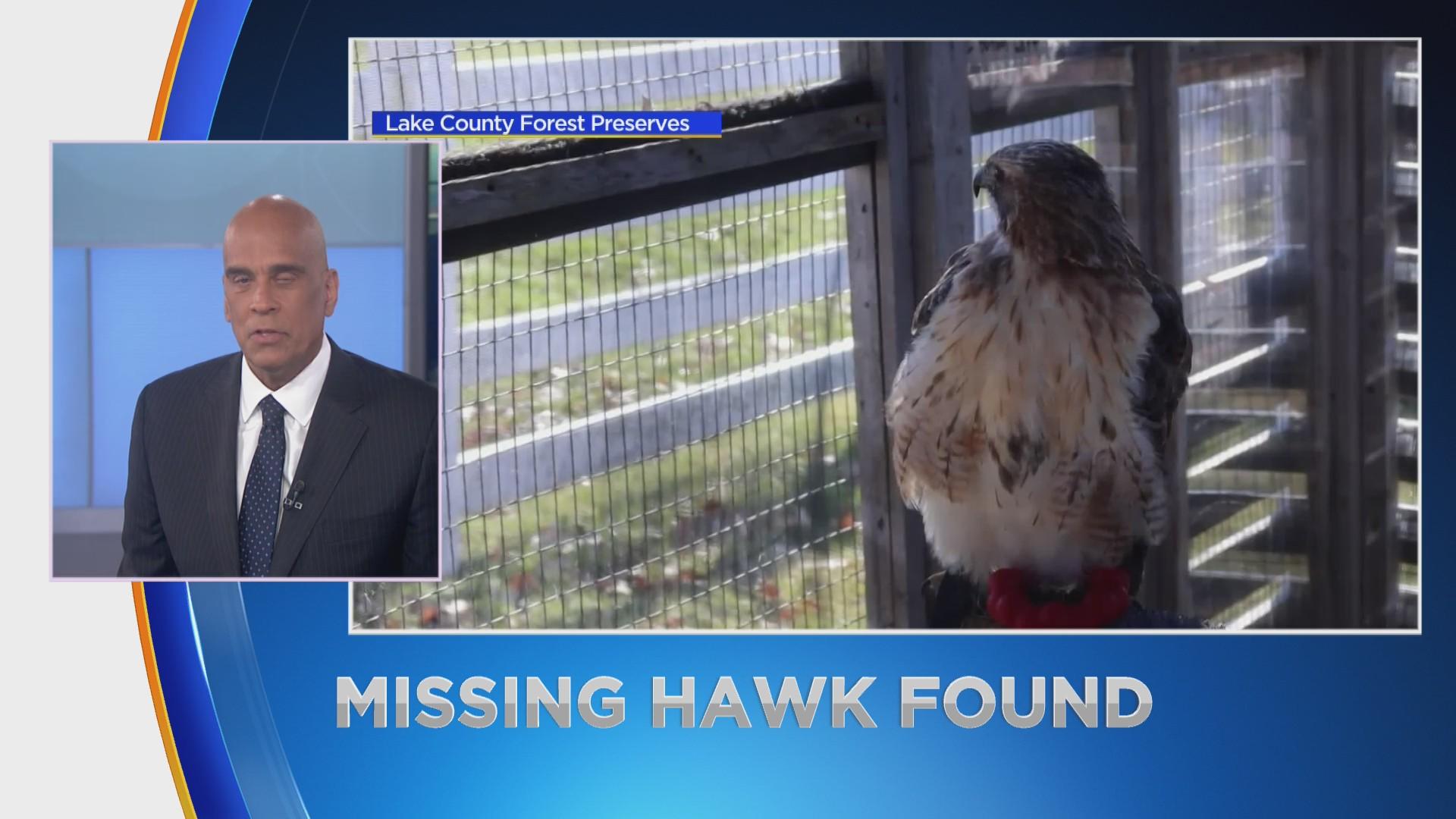 Hawk found after going missing, having habitat vandalized - CBS Chicago