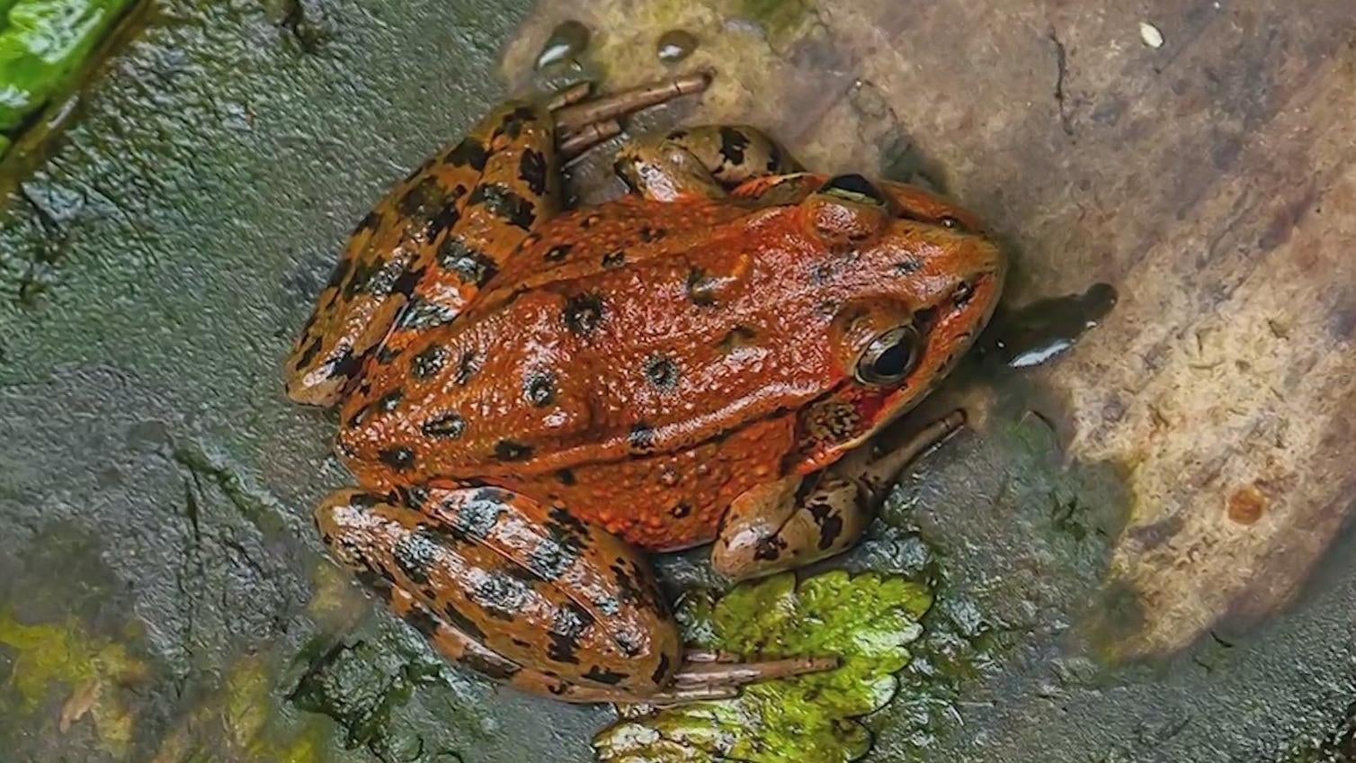 Plan to remove dam in Marin County's Tennessee Valley could be hampered ...