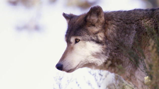 Wyoming may tweak law allowing killing of wolves with vehicles - CBS News