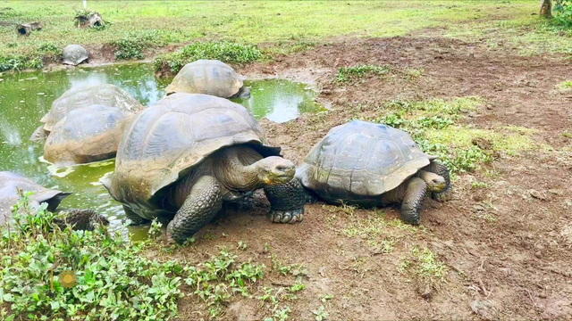 "Unusual tortoise" found in Florida identified as "escape artist" pet ...