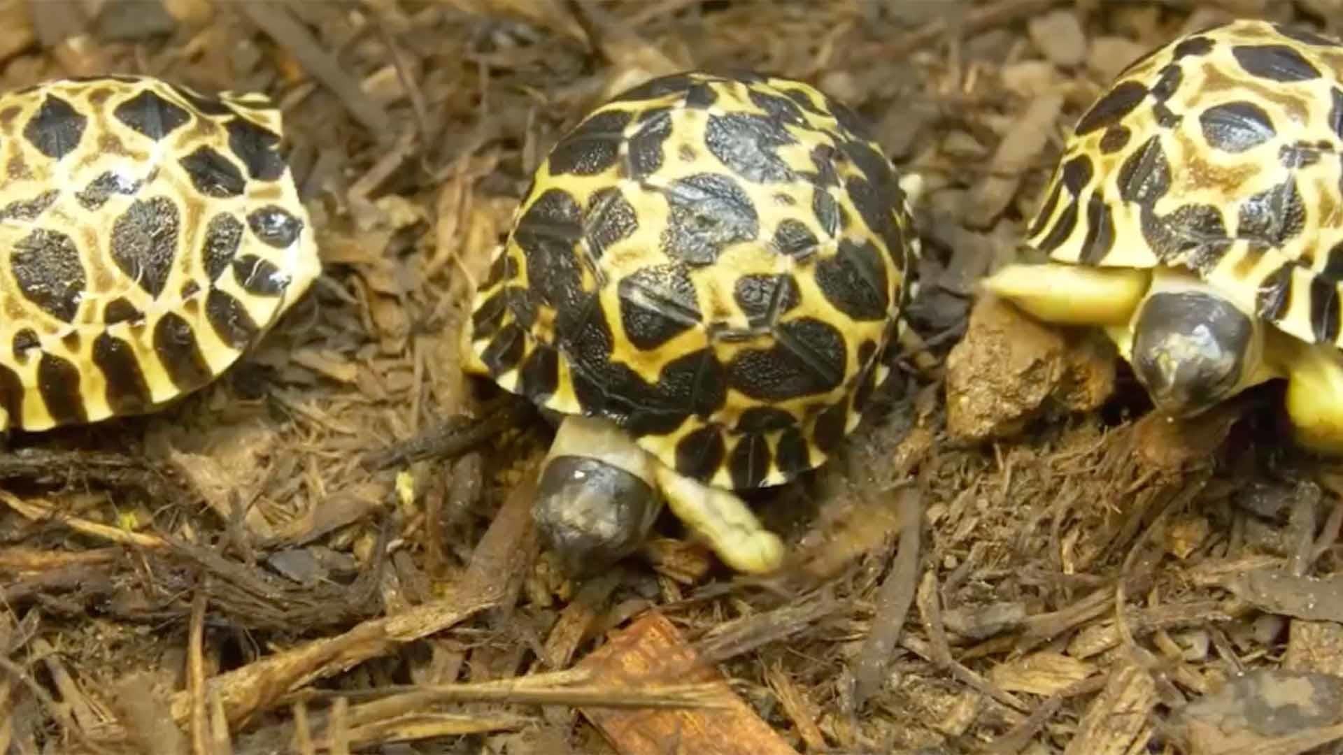 90-year-old tortoise named Mr. Pickles welcomes three hatchlings at ...
