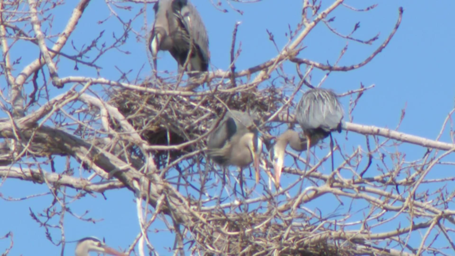 WATCH: Herons return to northeast Minneapolis rookery - CBS Minnesota