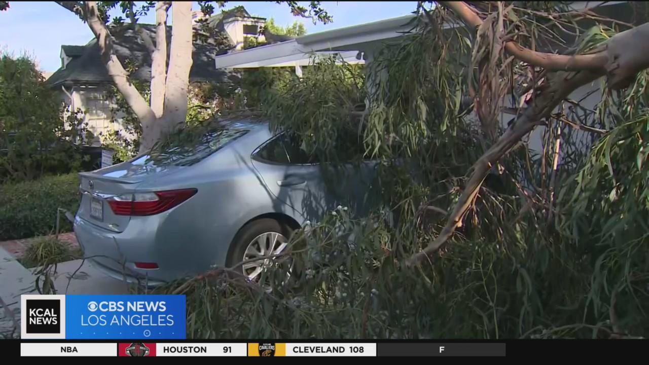 Toppled tree in Brentwood scares neighbors - CBS Los Angeles
