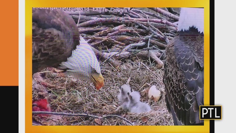 Bald eagle egg hatches at U.S. Steel's Irvin Plant - CBS Pittsburgh