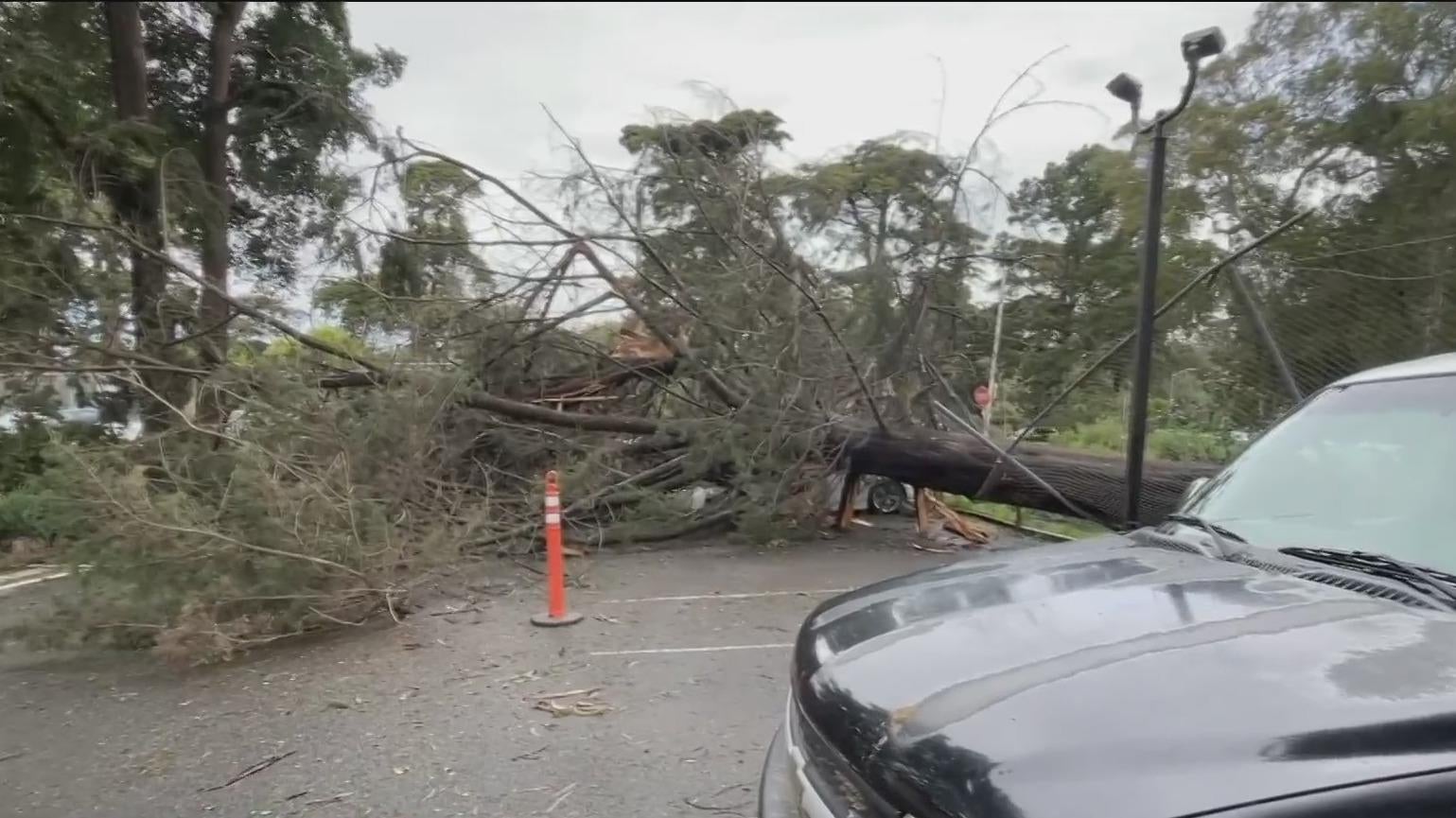 Incoming storm raises increased concerns about falling trees across San ...