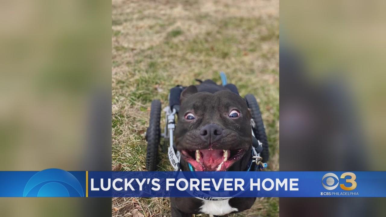 New owner adopts "Lucky," dog abandoned on Pa. train tracks - CBS ...
