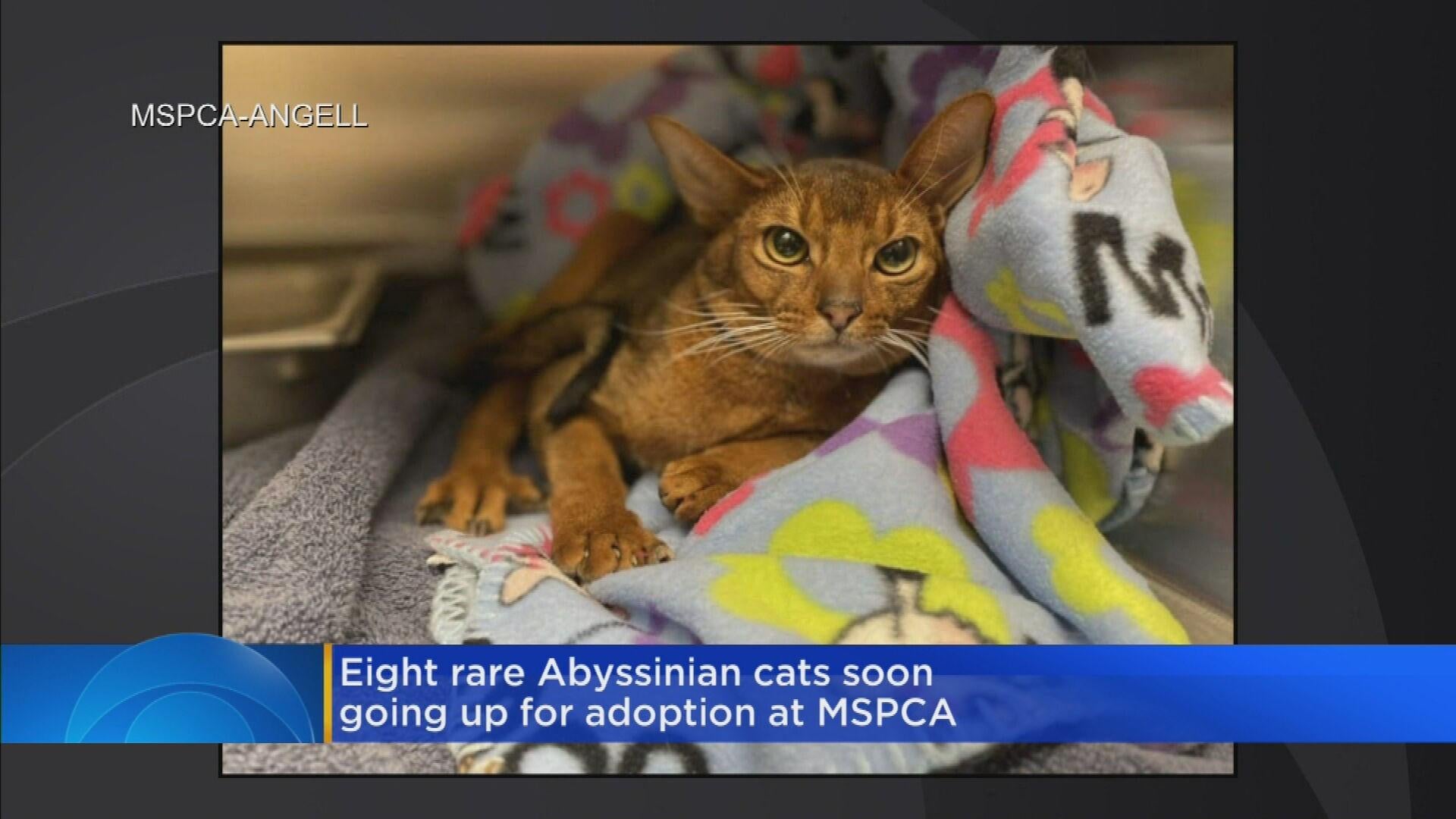 Rare Abyssinian cats going up for adoption with MSPCA; "They'll be ...
