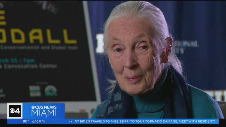 World's foremost expert on chimpanzees, Dr. Jane Goodall visits FIU ...