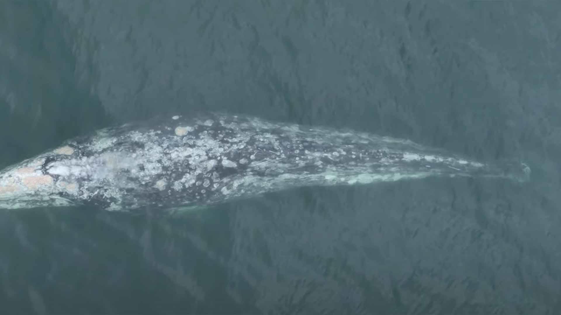"Miracle whale" swimming without a tail spotted near Newport Beach ...