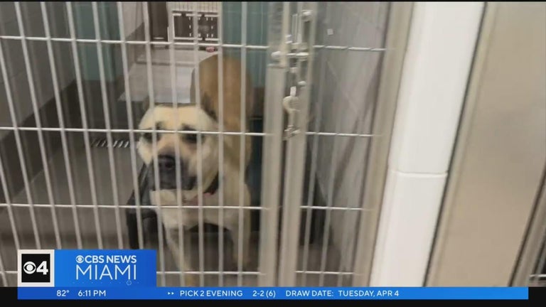 Broward County Animal Care and Adoption now beyond capacity - CBS Miami