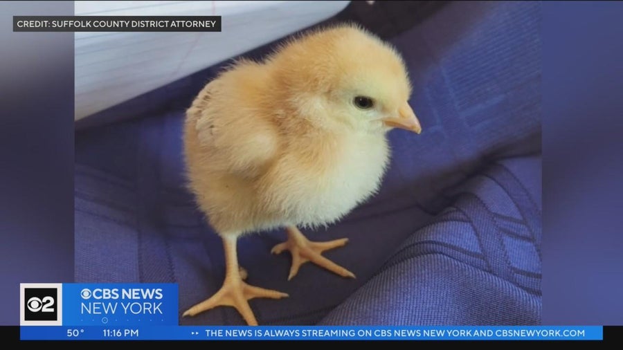 Long Island officials cracking down on illegal baby chick sales ahead ...