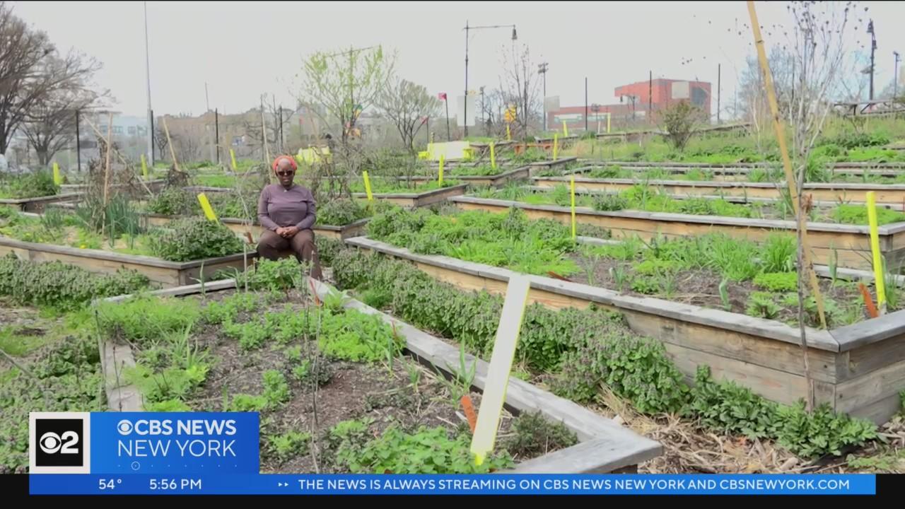 New Roots Bronx Community Farm welcomes all, provides healthy food ...