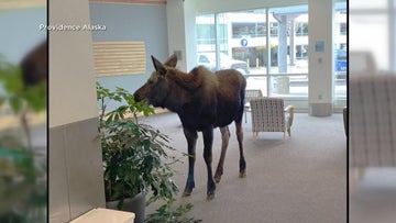 Alaska man killed in moose attack was trying to take photos of newborn ...