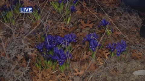 Spring gardening dos and don'ts from the Minnesota Landscape Arboretum ...