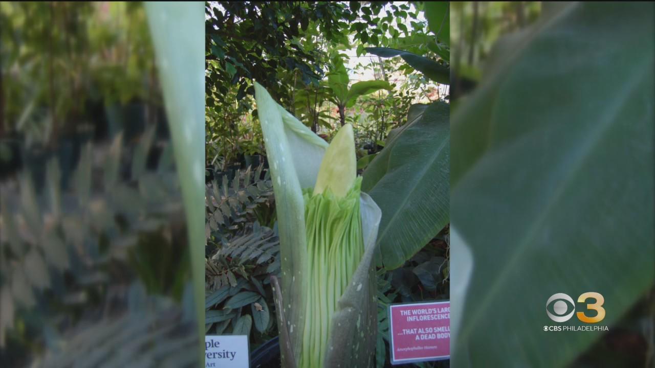 Corpse flower to bloom in a few days at Temple University's Ambler ...