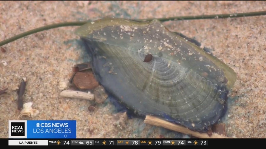 Small blue sea creatures wash up near Dana Point and other Southern ...